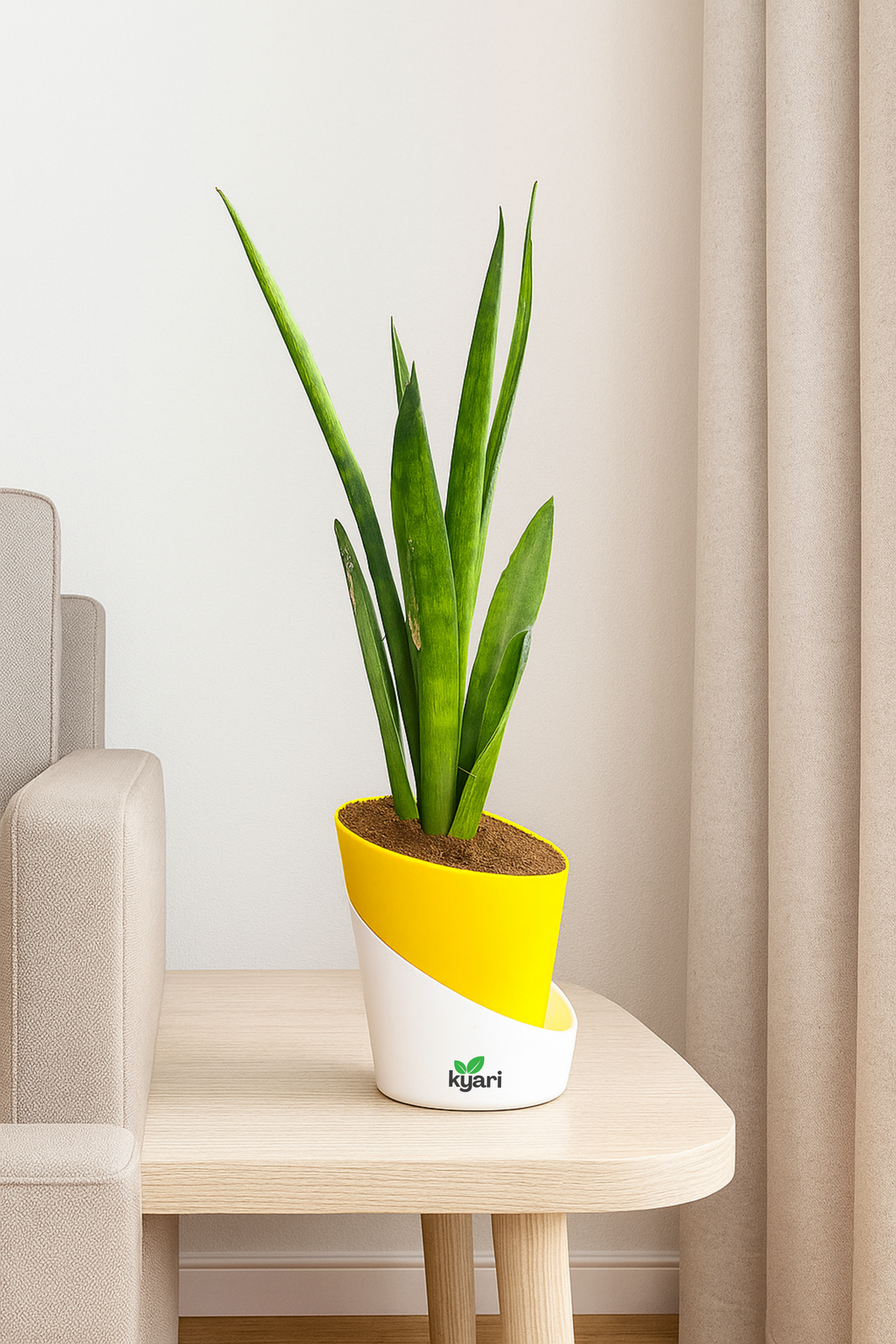 Kyari.pk – Pakistan’s Premium Indoor Plants & Self-Watering Pots