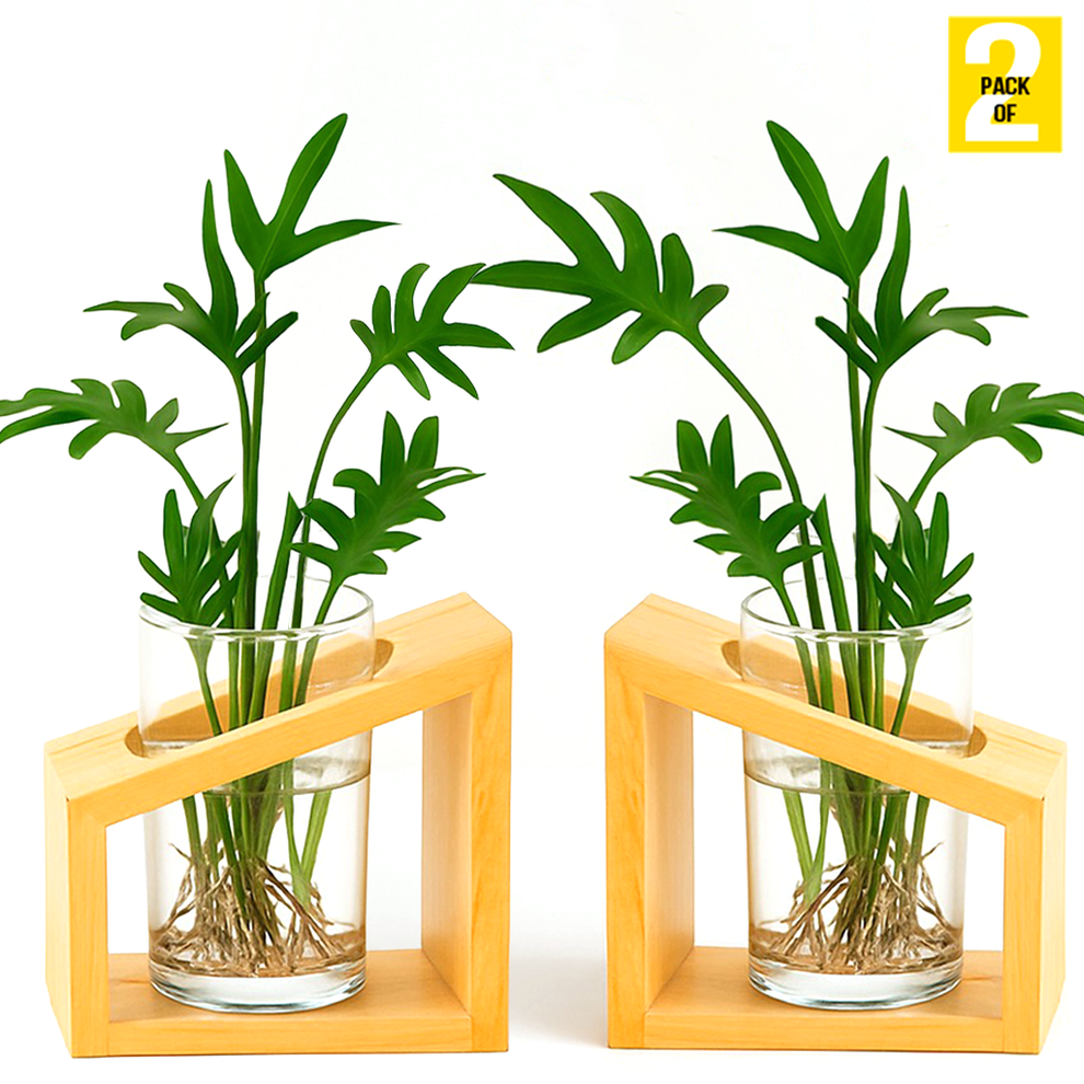 Hydroponic Plant Cultivation Station – Pure Wooden Stand with Transpar ...